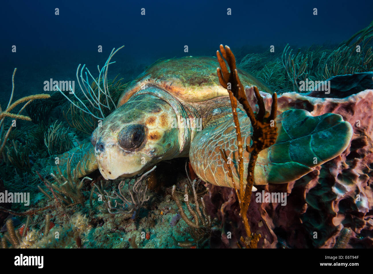 Green sea turtles florida hi-res stock photography and images - Alamy