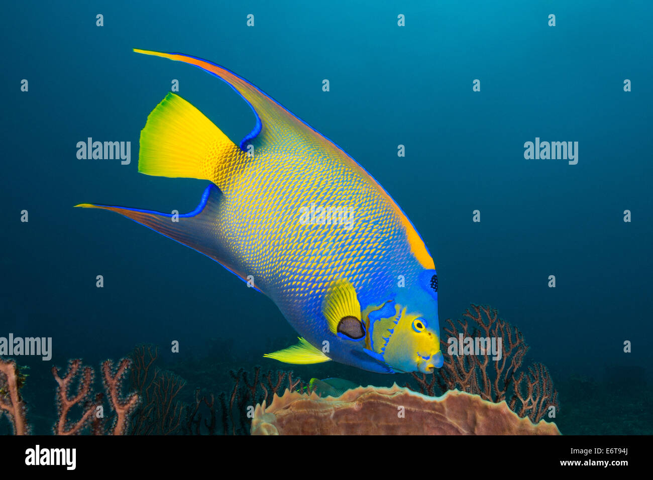 Queen Angelfish, Holacanthus ciliaris, Palm Beach, Florida, USA Stock ...