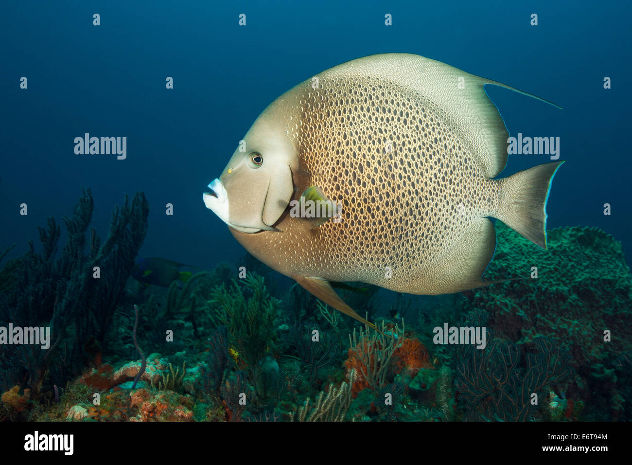 Gray Angelfish, Pomacanthus arcuatus, Palm Beach, Florida, USA Stock ...