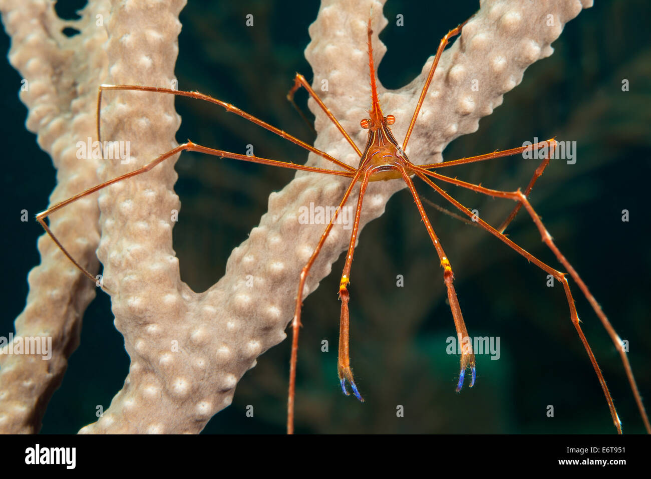 Yellow Line Arrow Crab