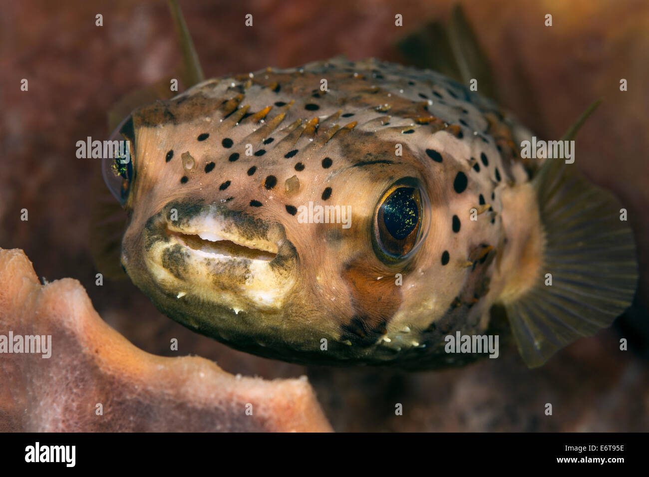 Diodon holocanthus hi-res stock photography and images - Alamy