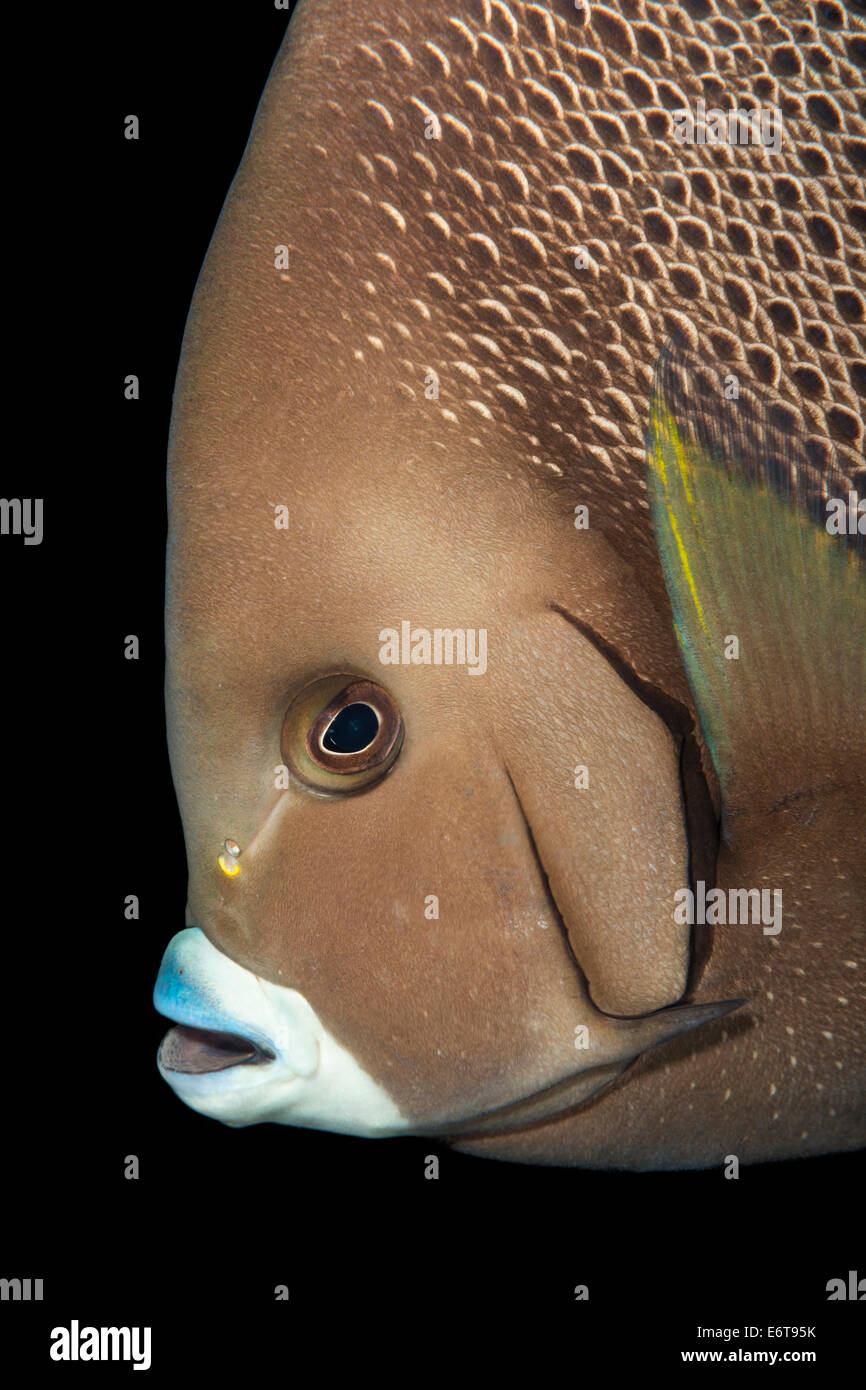 Gray Angelfish, Pomacanthus arcuatus, Palm Beach, Florida, USA Stock ...