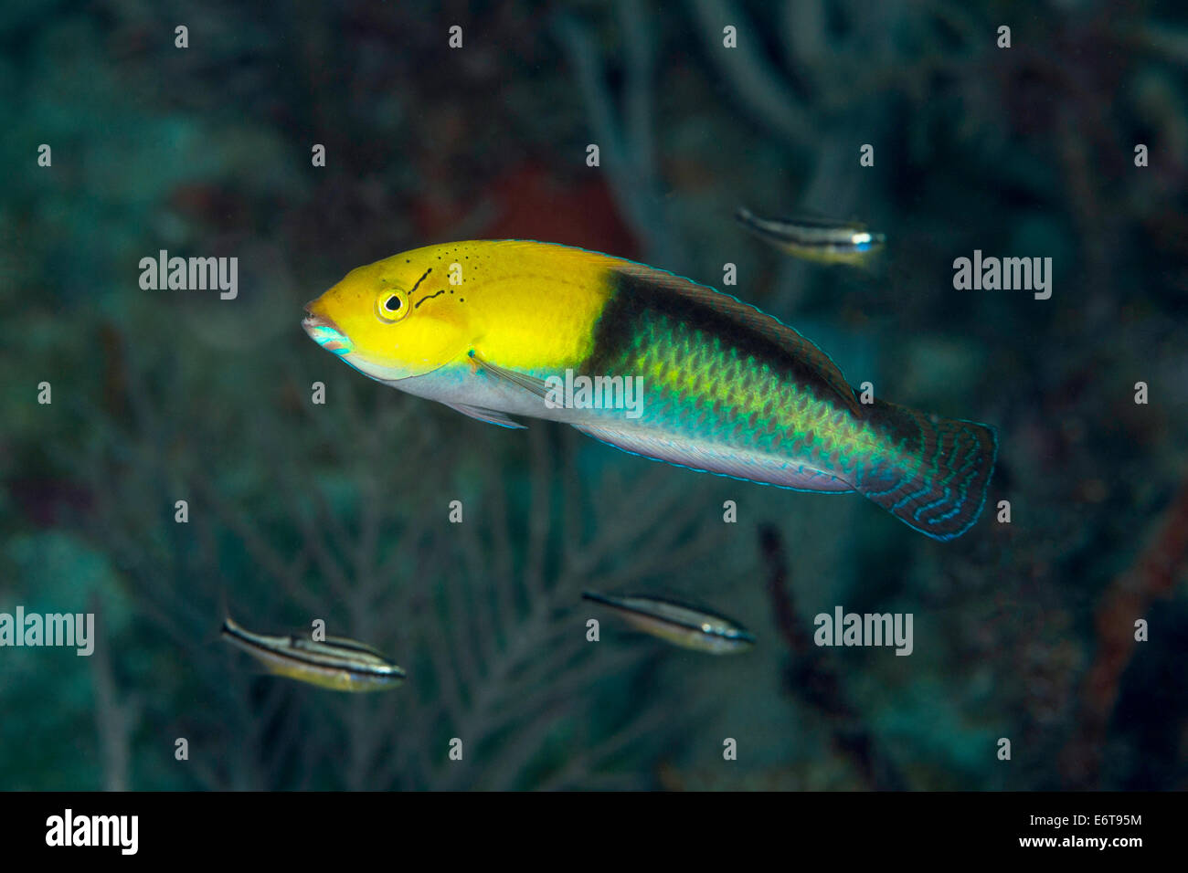 Yellowhead Wrasse, Halichoeres garnoti, Palm Beach, Florida, USA Stock ...