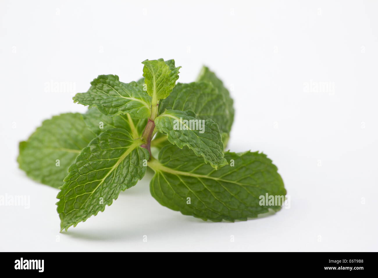 Mint sprig on white background Stock Photo - Alamy