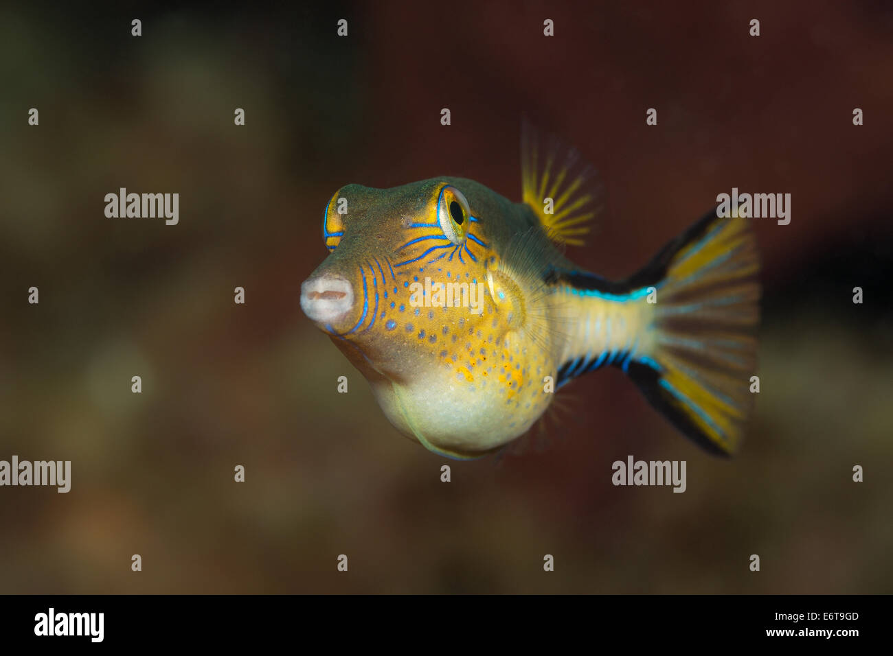 Sharpnose Puffer, Canthigaster rostrata, Palm Beach, Florida, USA Stock ...