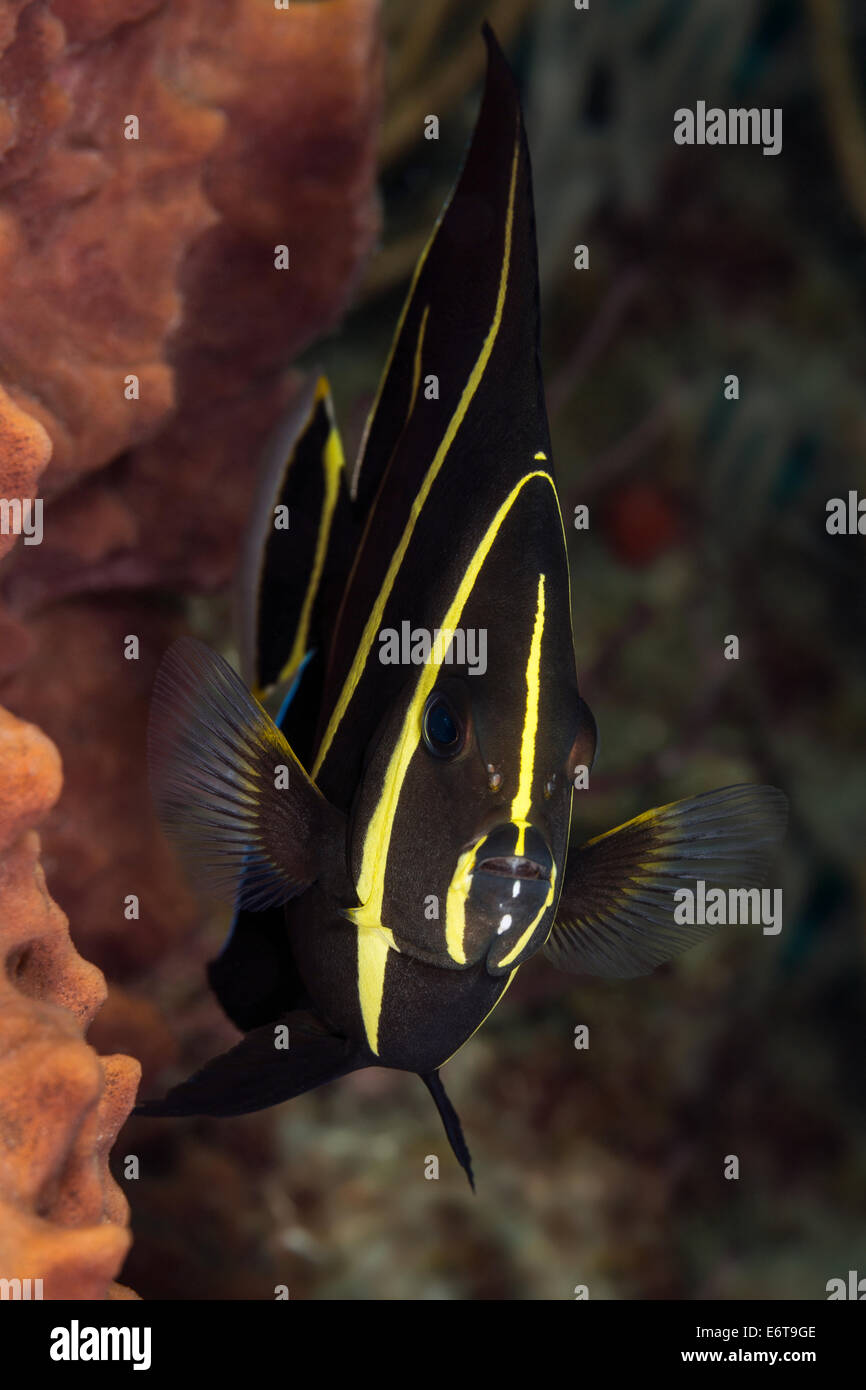 Juvenile Gray Angelfish, Pomacanthus arcuatus, Palm Beach, Florida, USA ...