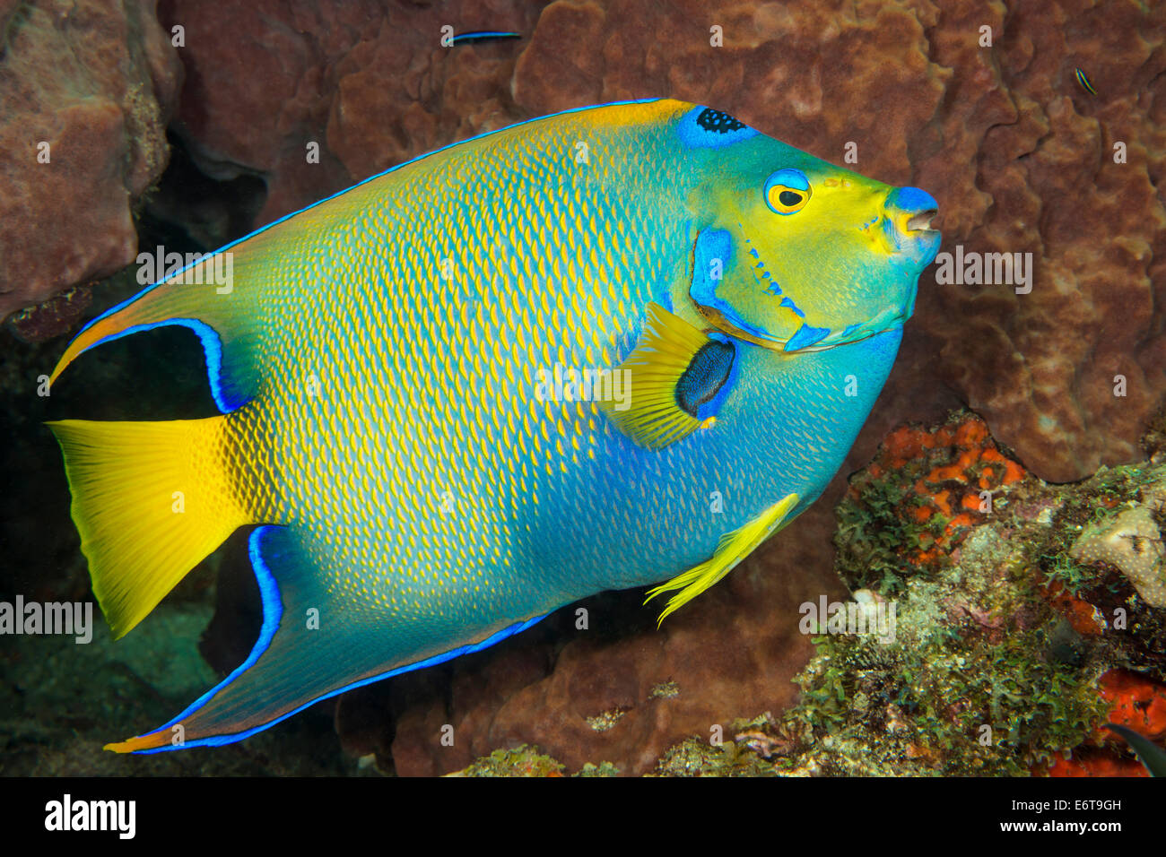 Queen Angelfish, Holacanthus ciliaris, Palm Beach, Florida, USA Stock ...