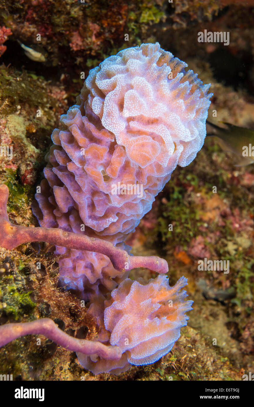 Azure vase sponge, Callyspongia plicifera, Palm Beach, Florida, USA ...