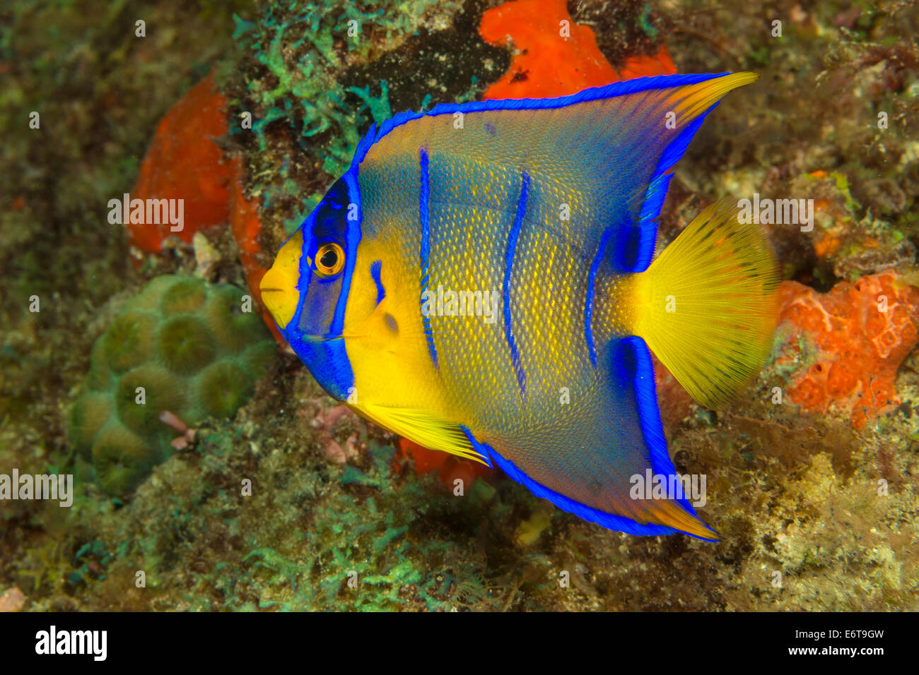 Juvenile Queen Angelfish