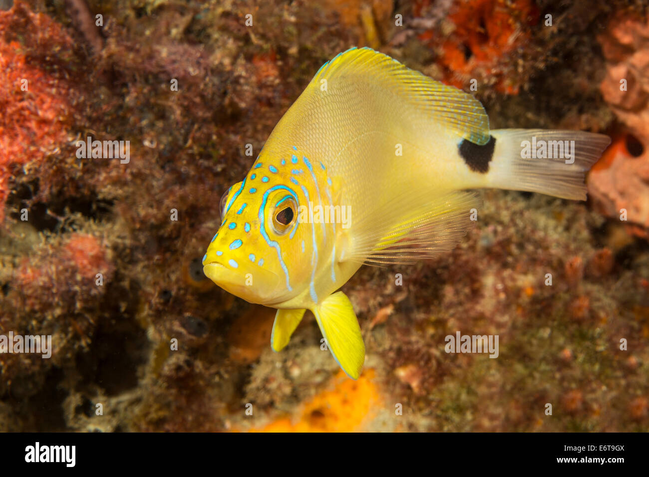 Juvenile Butter Hamlet, Hypoplectrus unicolor, Palm Beach, Florida, USA ...