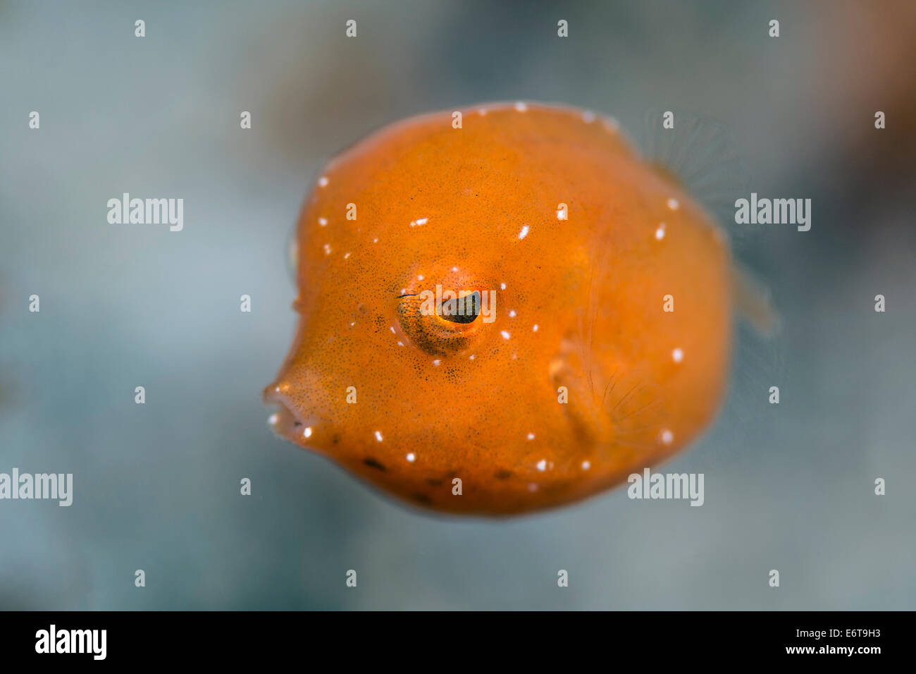 Juvenile boxfish hi-res stock photography and images - Alamy