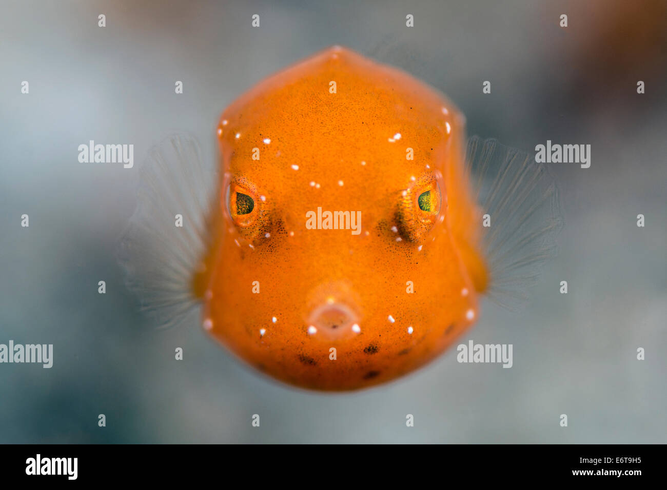 Juvenile Boxfish, Lactophrys sp., Palm Beach, Florida, USA Stock Photo ...