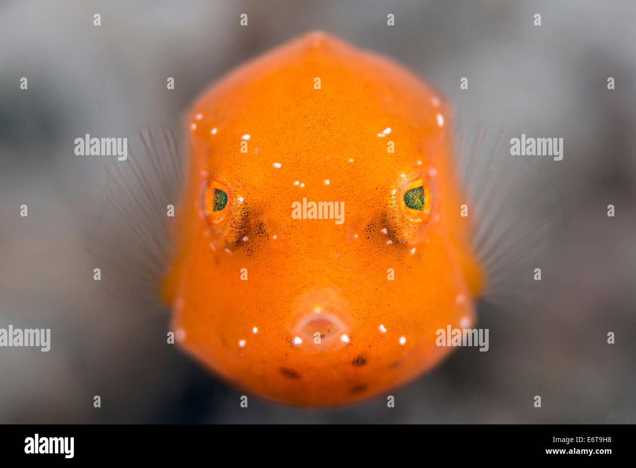 Juvenile Boxfish, Lactophrys sp., Palm Beach, Florida, USA Stock Photo ...