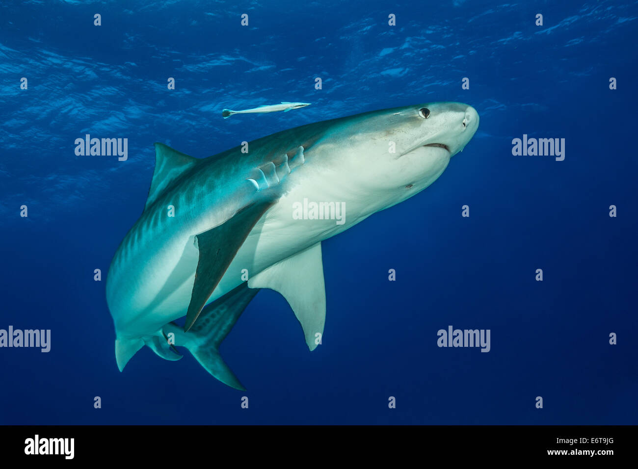 Tiger Shark, Galeocerdo cuvier, Caribbean, Bahamas Stock Photo - Alamy