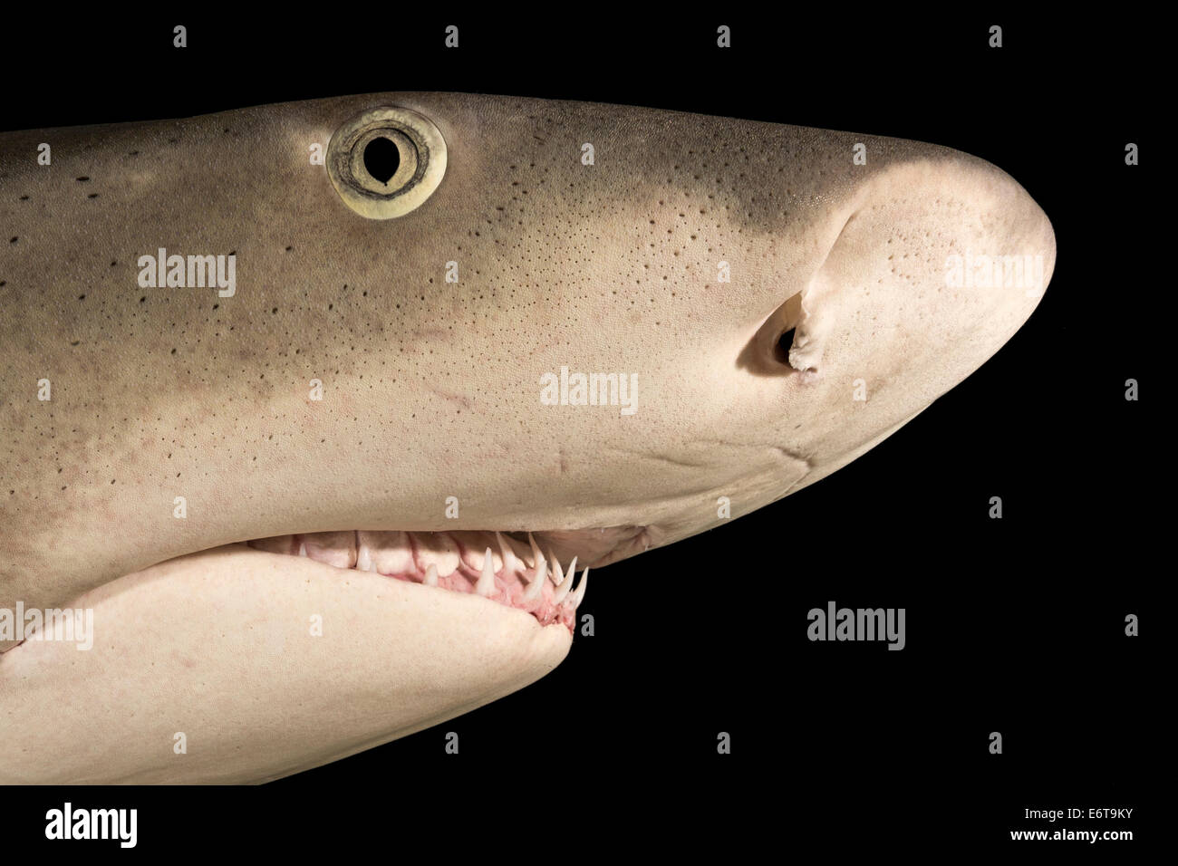 Shark close up hi-res stock photography and images - Alamy
