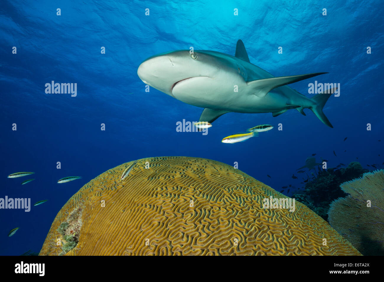 Caribbean Reef Shark, Carcharhinus perezi, Caribbean, Bahamas Stock ...