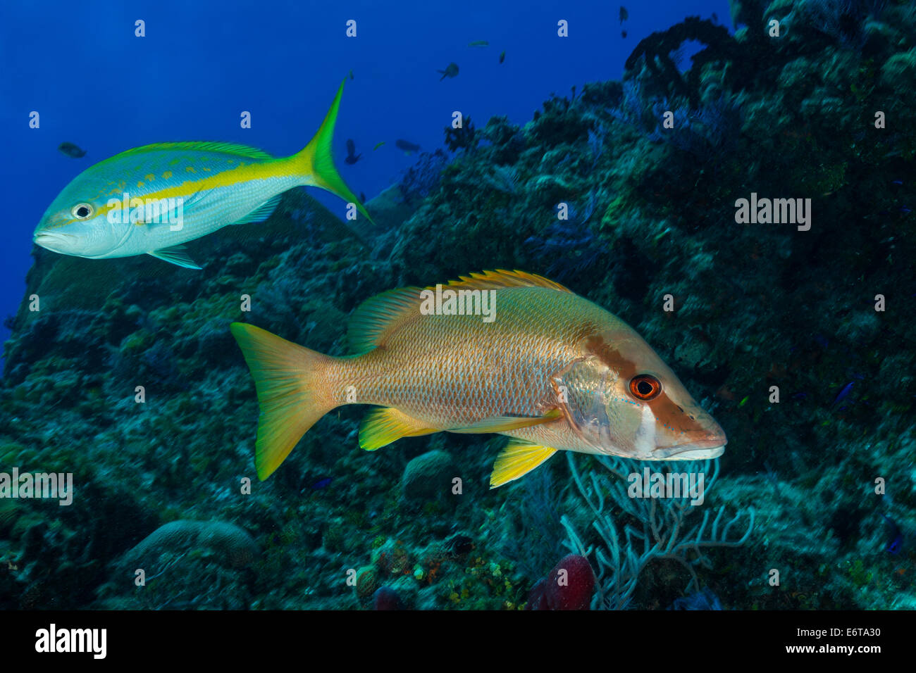 Dog Snapper and Yellowtail Snapper, Lutjanus jocu, Ocyurus chrysurus ...