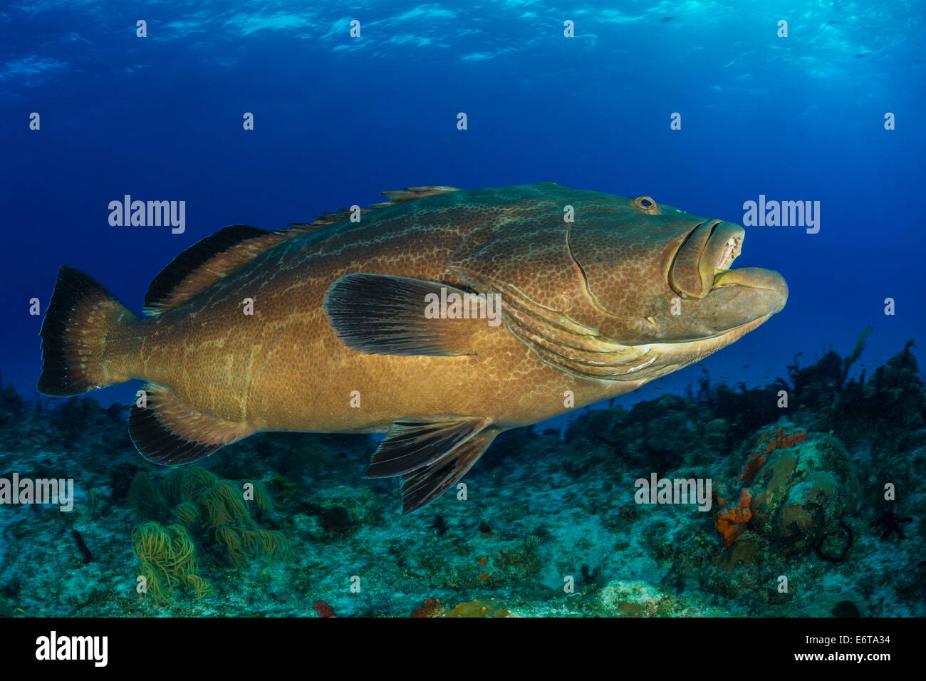 Black Grouper, Mycteroperca bonaci, Caribbean, Bahamas Stock Photo - Alamy