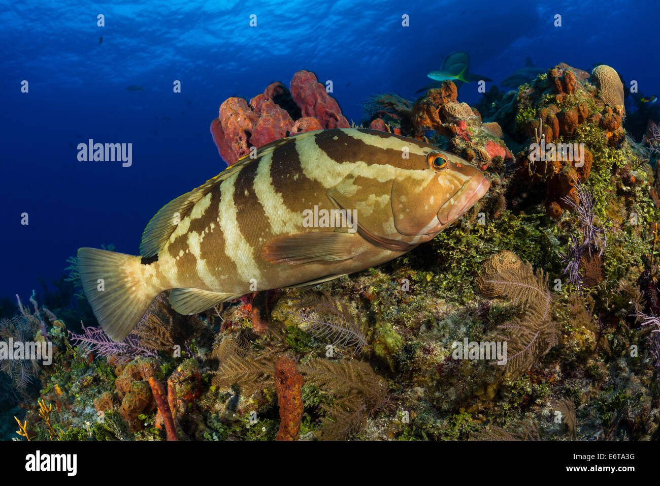 Nassau Grouper, Epinephelus striatus, Caribbean, Bahamas Stock Photo ...