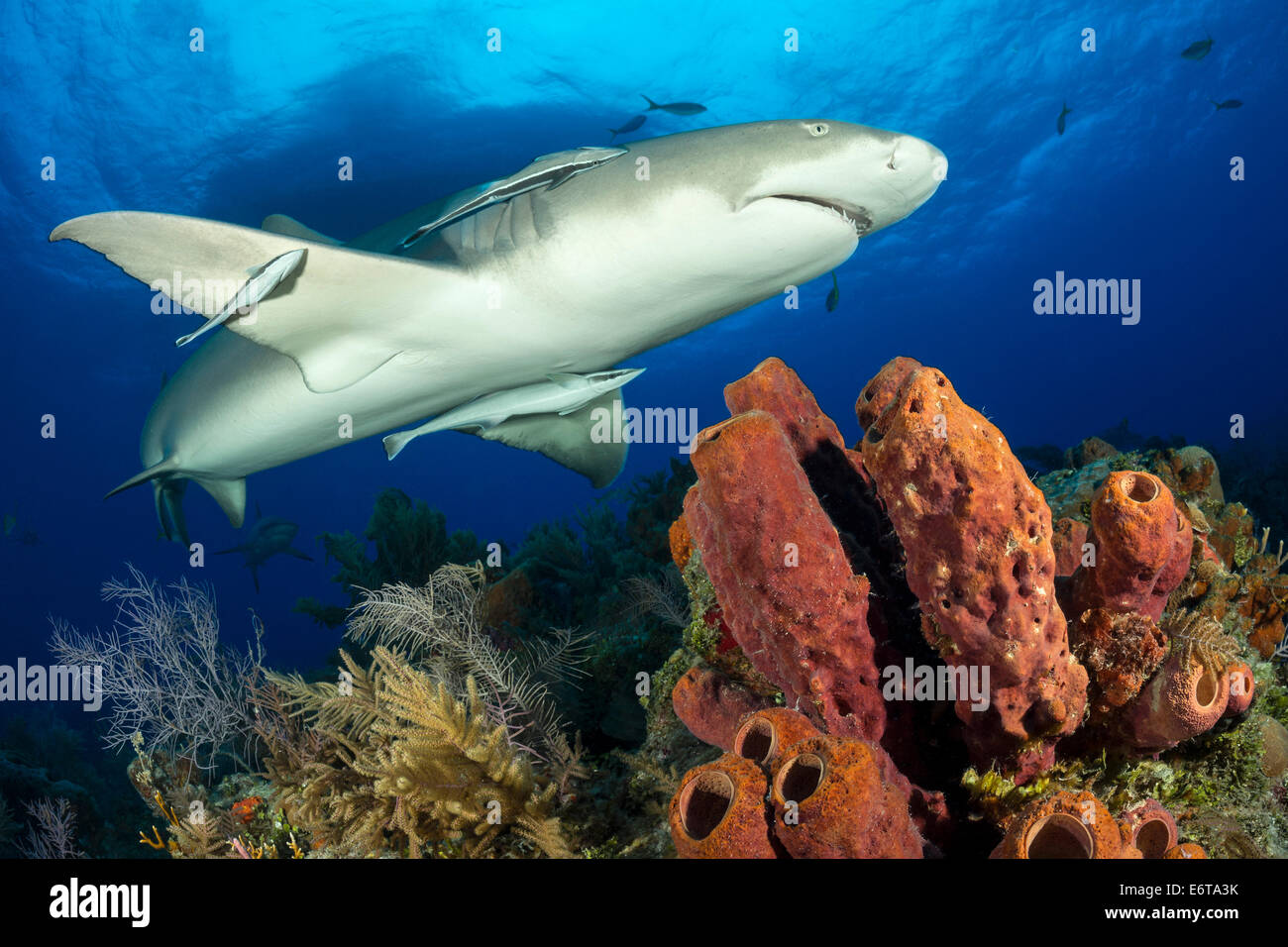 Caribbean Reef Shark, Carcharhinus perezi, Caribbean, Bahamas Stock ...
