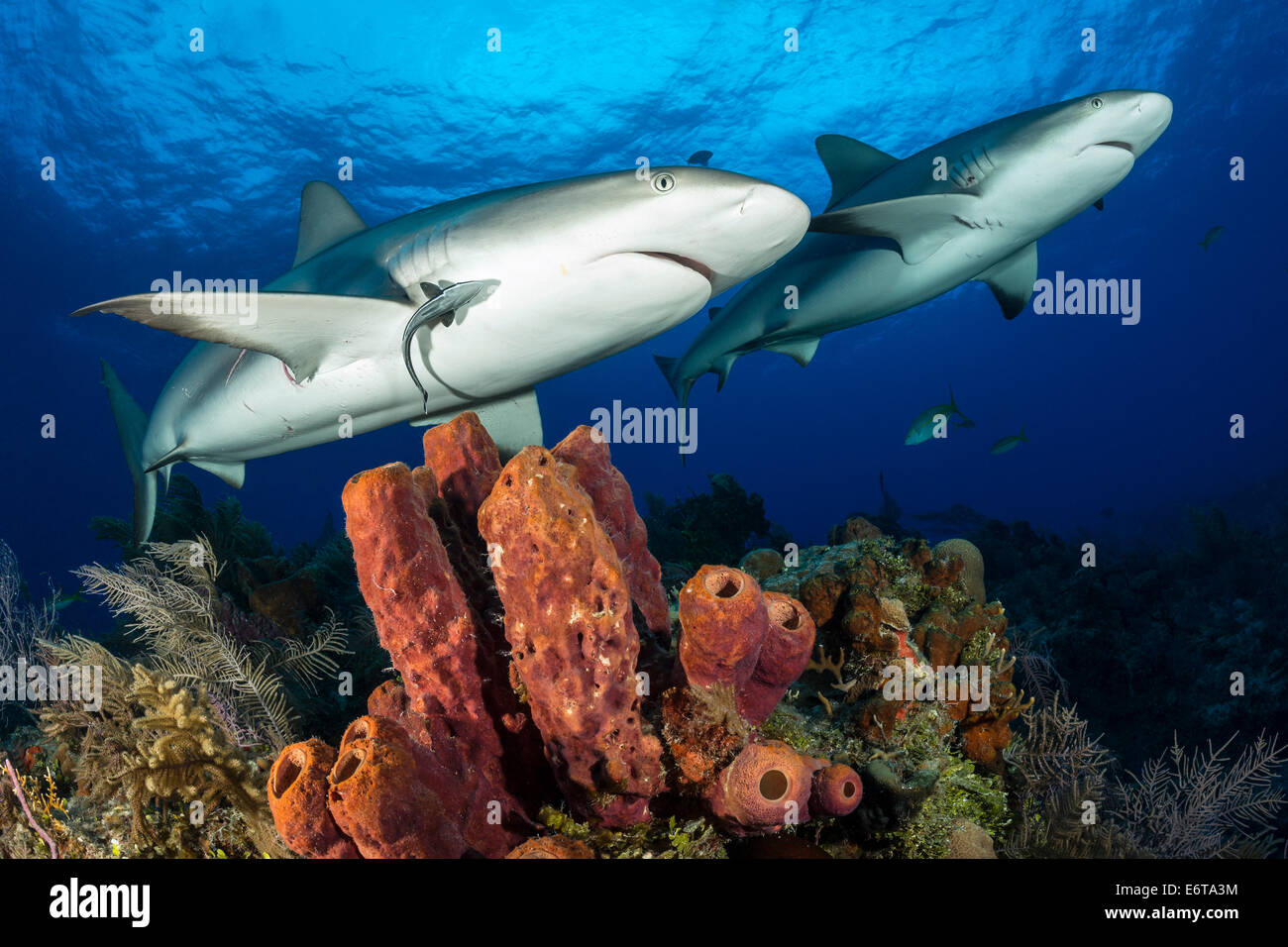Caribbean Reef Shark, Carcharhinus perezi, Caribbean, Bahamas Stock ...