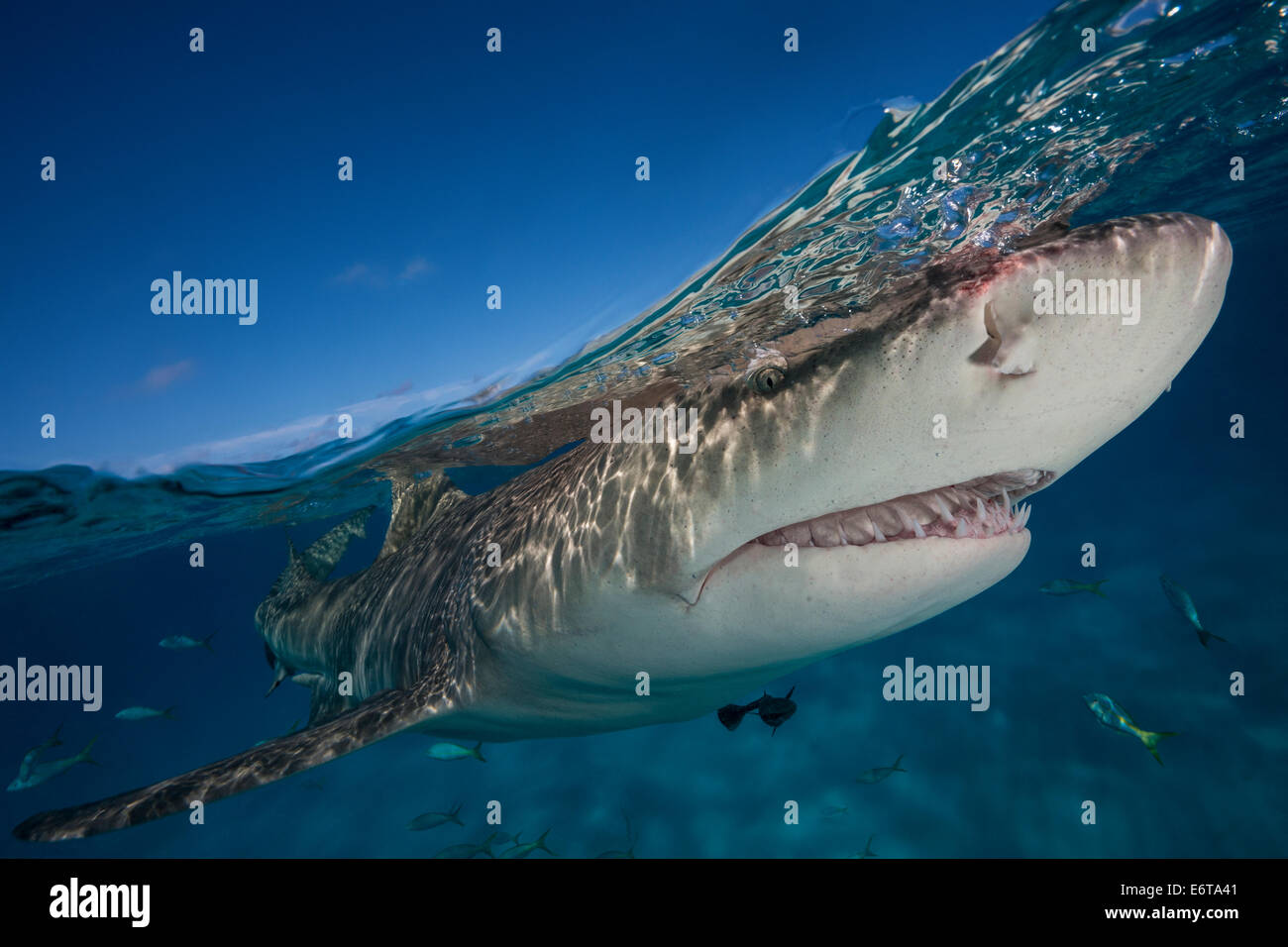 Lemon Shark, Negaprion brevirostris, Caribbean, Bahamas Stock Photo - Alamy