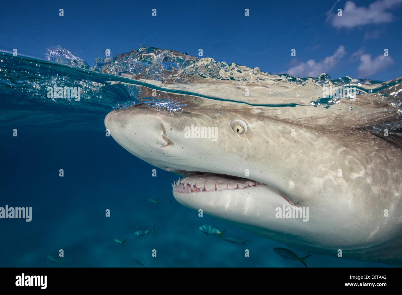 Lemon Shark, Negaprion brevirostris, Caribbean, Bahamas Stock Photo - Alamy