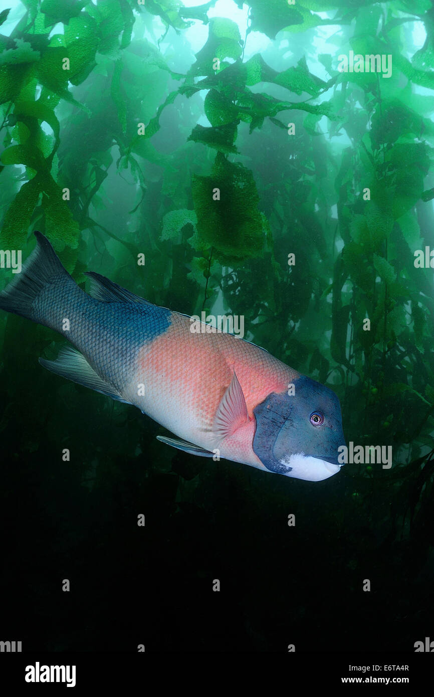 Semicossyphus pulcher hi-res stock photography and images - Alamy