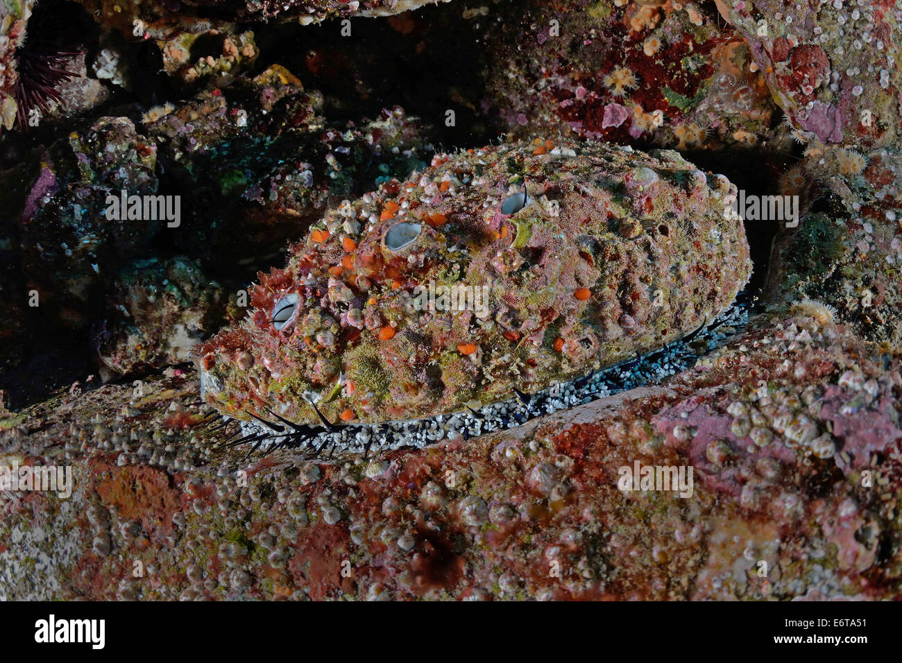 Abalone underwater hi-res stock photography and images - Alamy