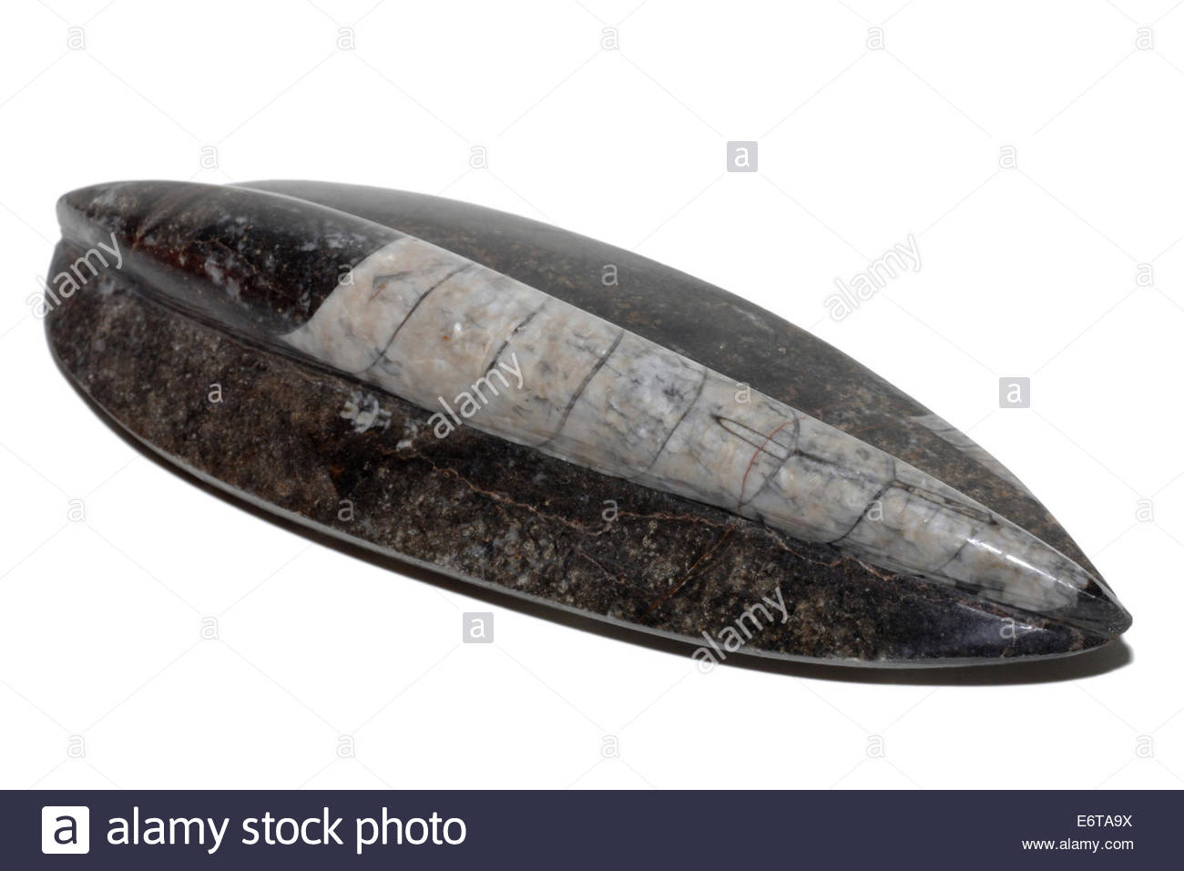 Orthoceras Stock Photos & Orthoceras Stock Images - Alamy