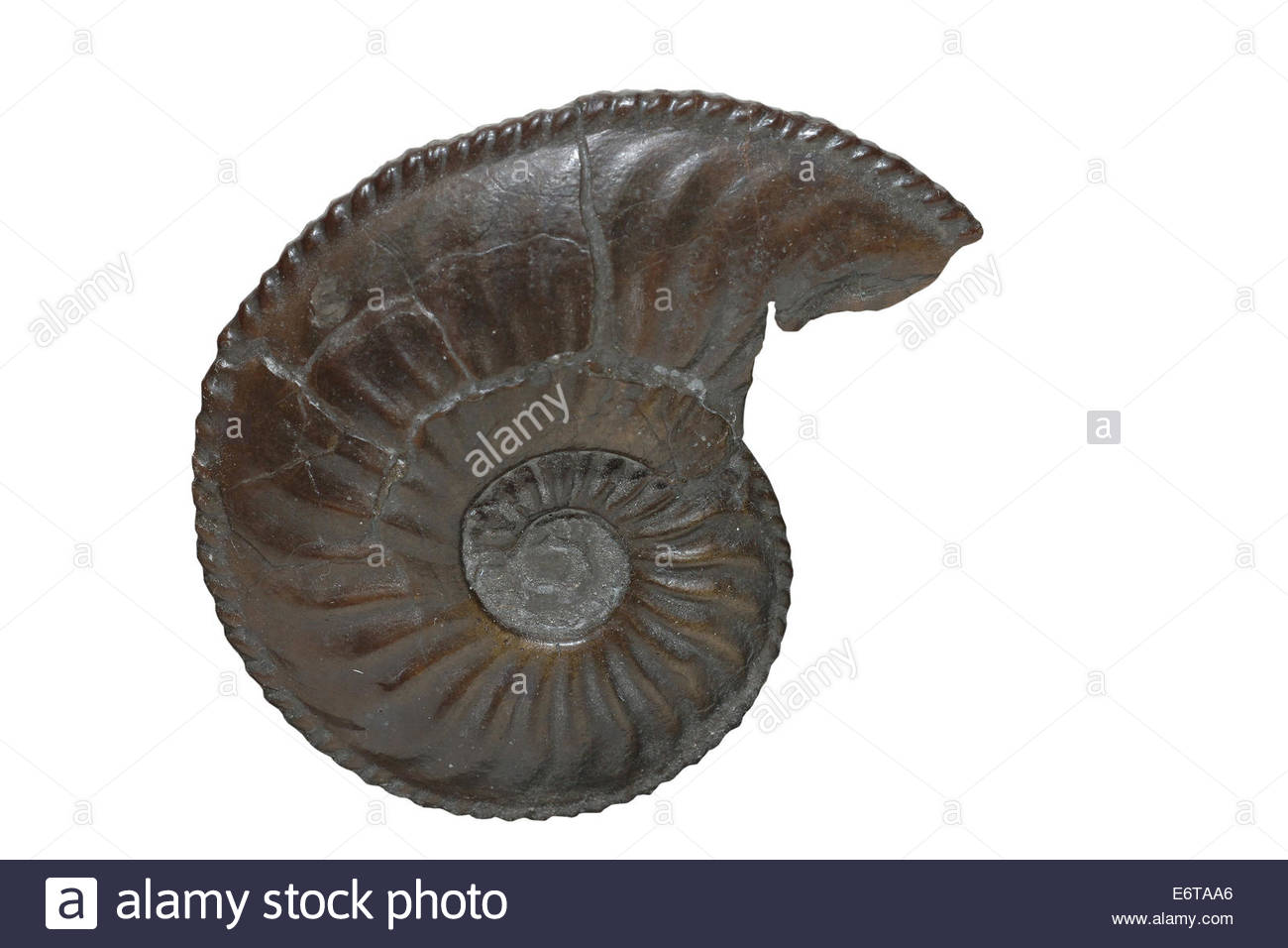 Fossil Snail High Resolution Stock Photography and Images - Alamy