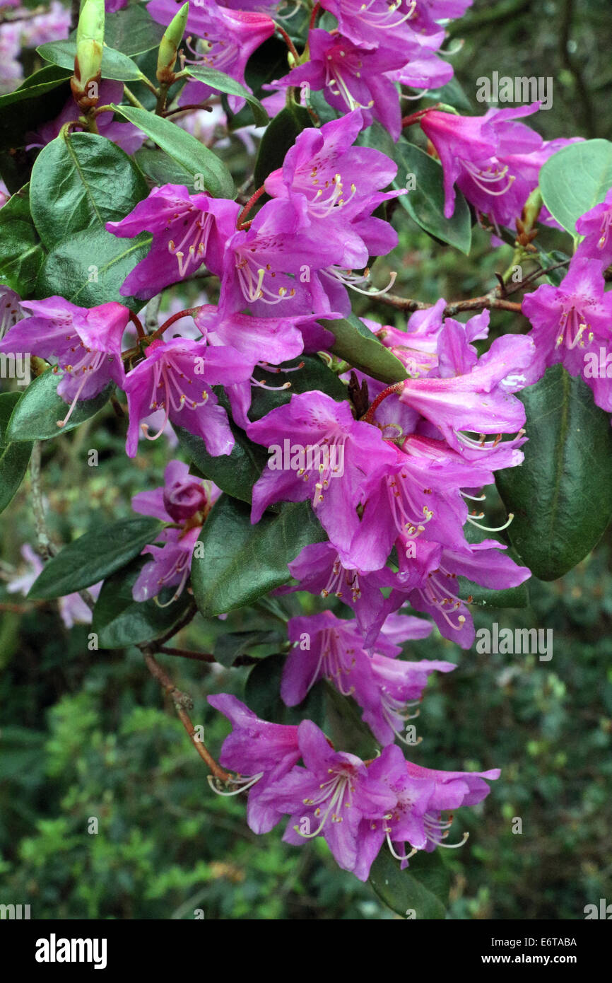 Rhododendron concinnum hi-res stock photography and images - Alamy