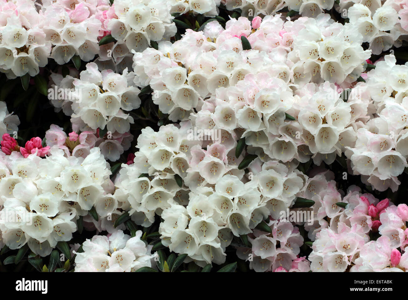 Indumentum hi-res stock photography and images - Alamy