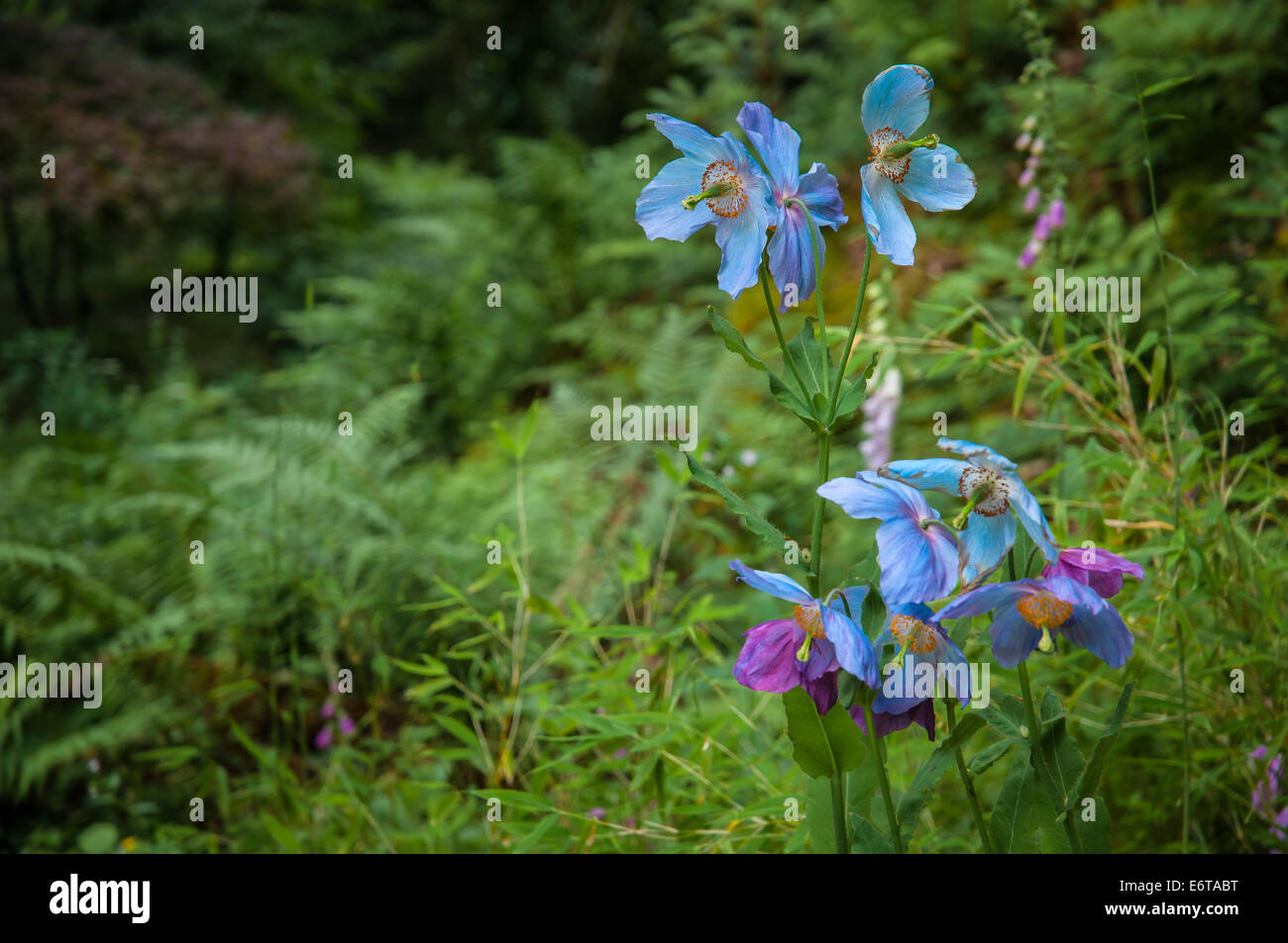 Scottish garden flower hi-res stock photography and images - Alamy