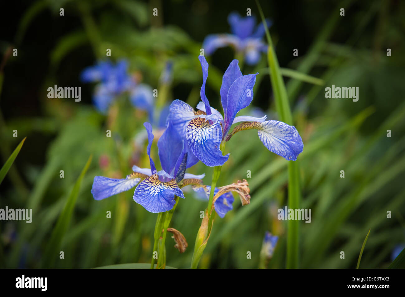 A blue Iris flower in a Scottish Garden Stock Photo - Alamy