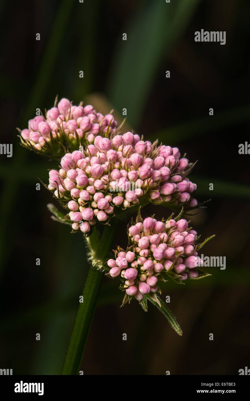 Pretty pink flower buds Stock Photo - Alamy
