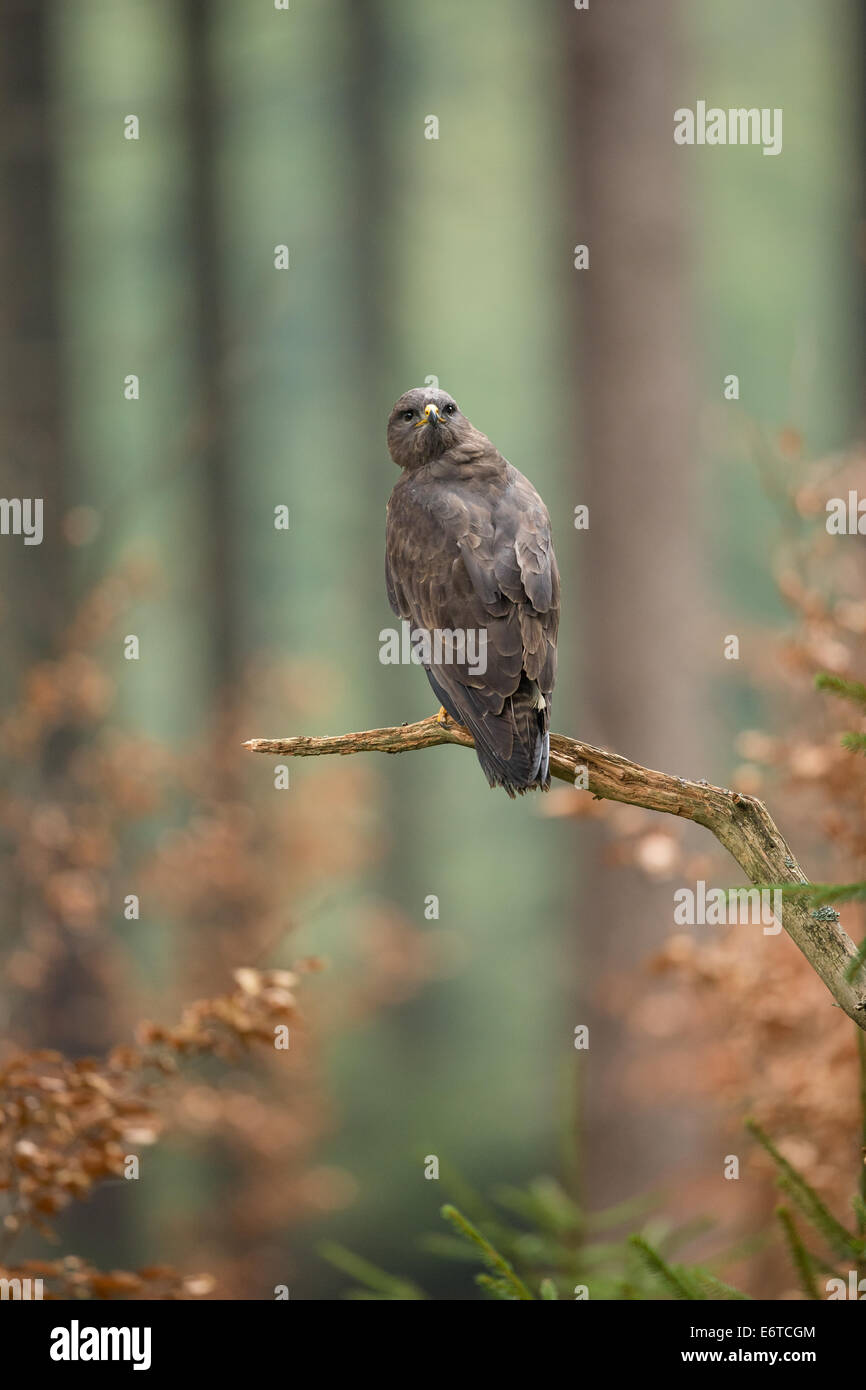 Common buzzard in the forest hi-res stock photography and images - Alamy