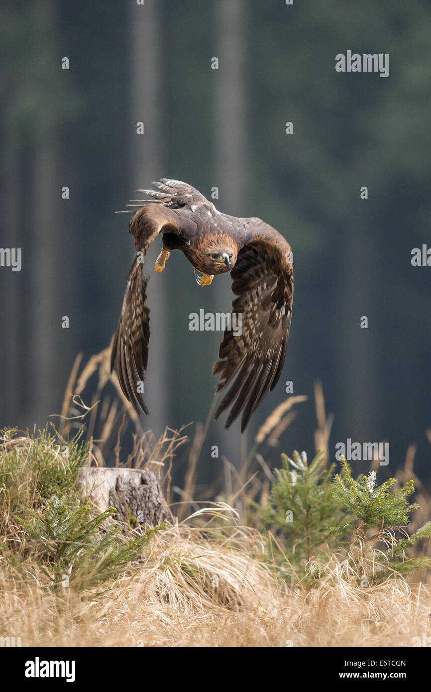 Eagle flying through trees hi-res stock photography and images - Alamy
