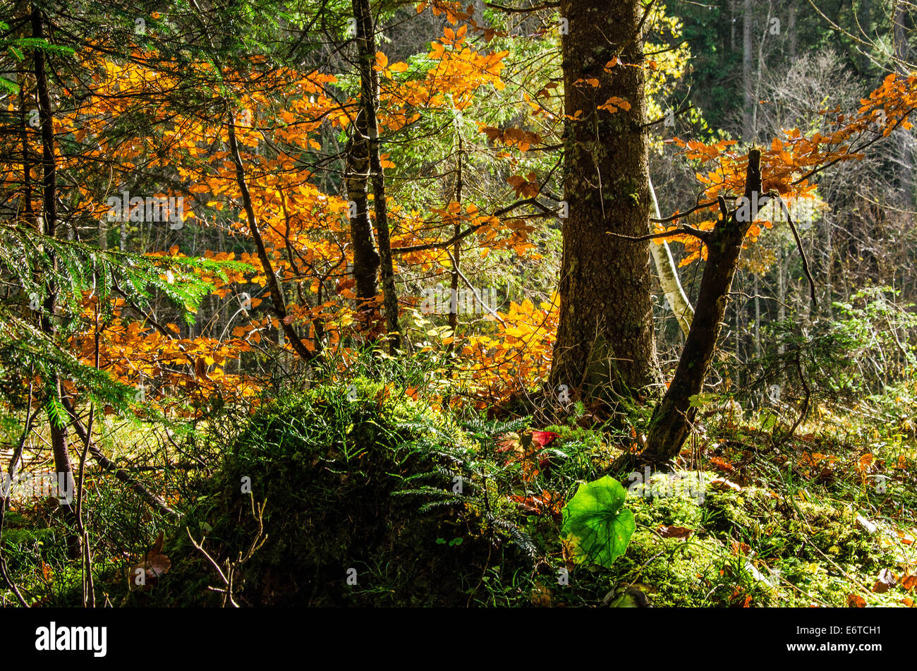 Untouched alpine hi-res stock photography and images - Alamy