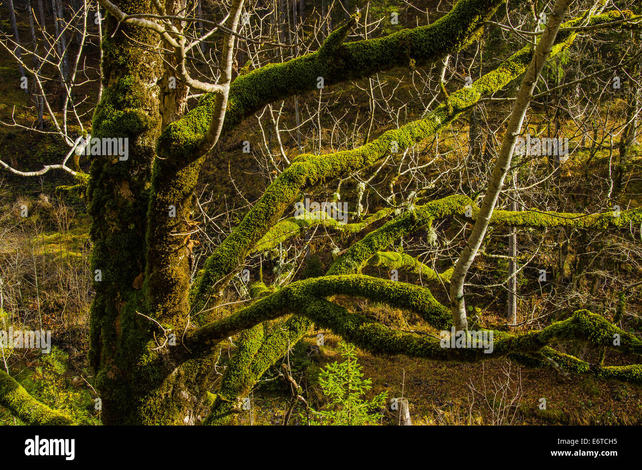 Tree covered with moss hi-res stock photography and images - Alamy