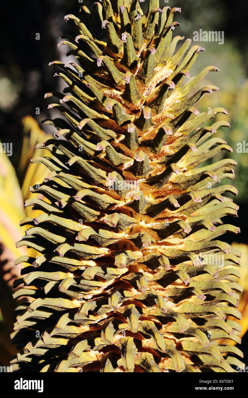 Male pollen cone hi-res stock photography and images - Alamy