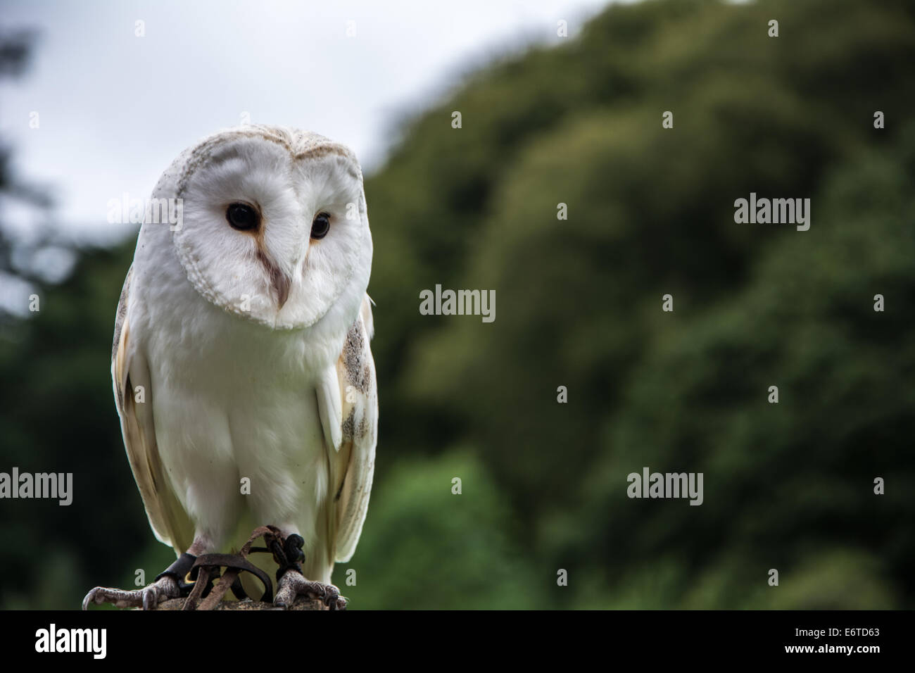 British Barn Owl Stock Photo - Alamy
