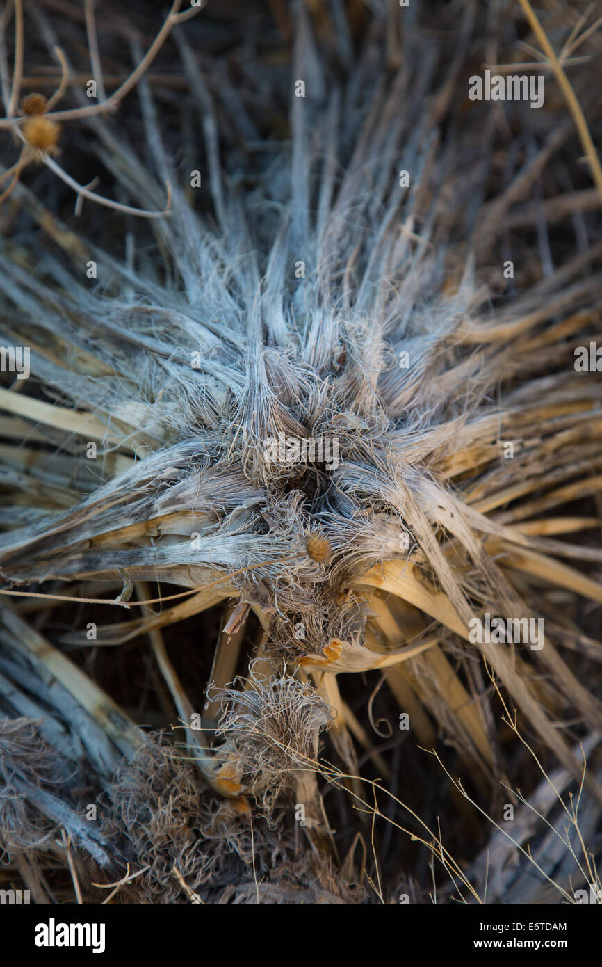 Dead yucca hi-res stock photography and images - Alamy