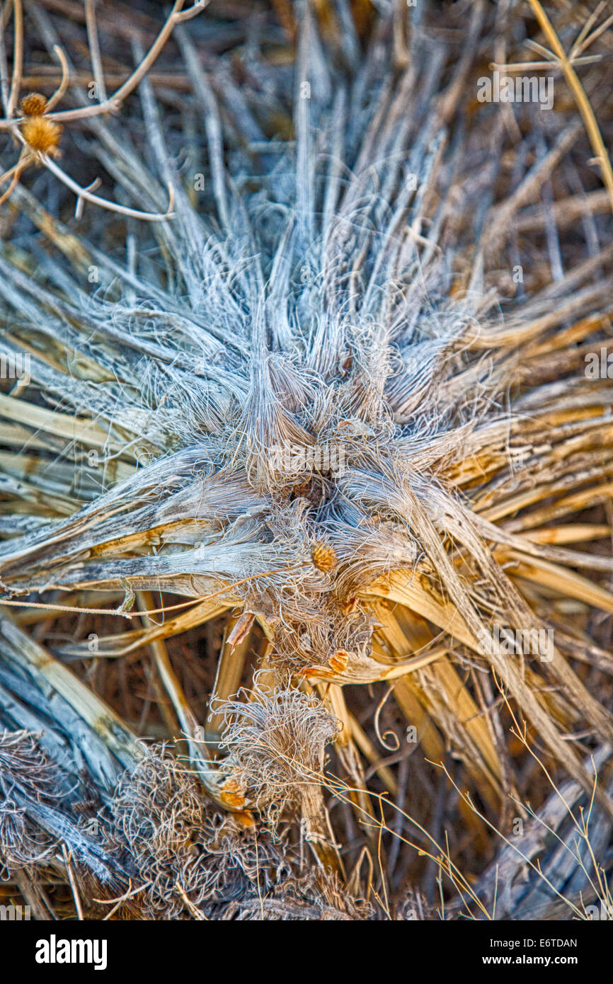 Detail of a dead yucca. Joshua Tree National Park, California Stock ...