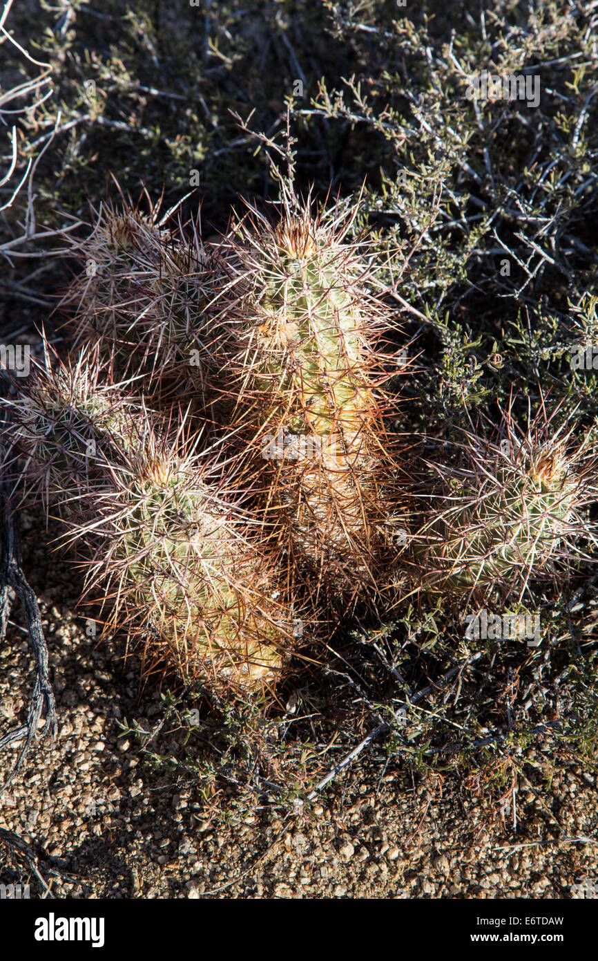 Hedgehog tree hi-res stock photography and images - Alamy
