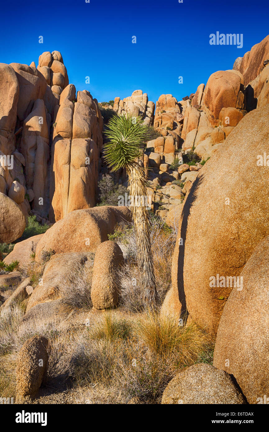Boulders and Joshua Trees in Joshua Tree National Park, California ...