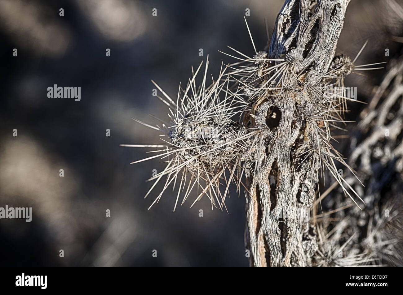 Detail of a dead yucca. Joshua Tree National Park, California Stock ...