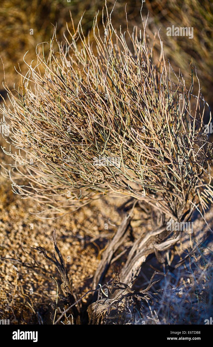 Dry desert tumbleweeds. Joshua Tree National Park, California Stock ...