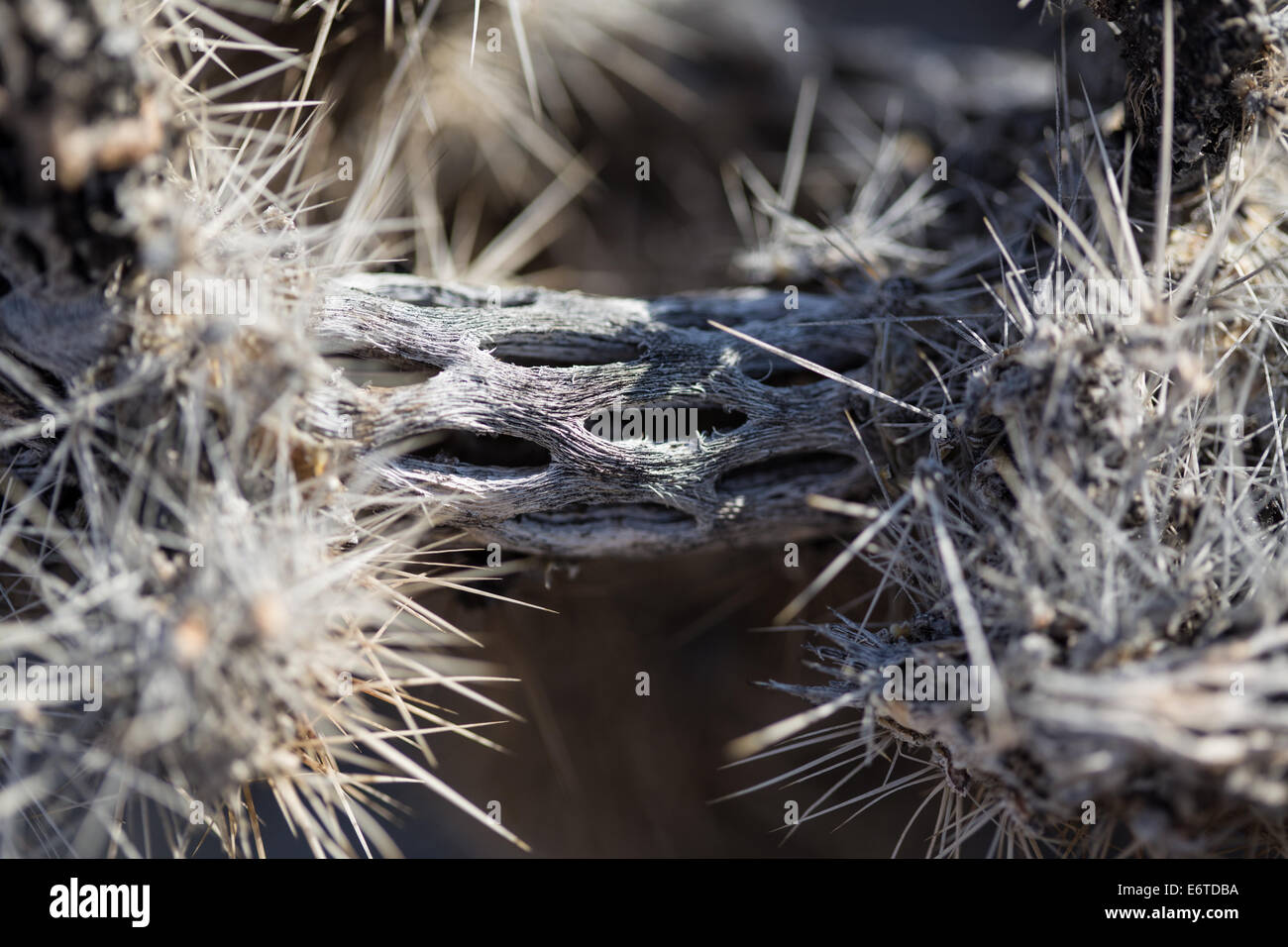 Detail of a dead yucca. Joshua Tree National Park, California Stock ...