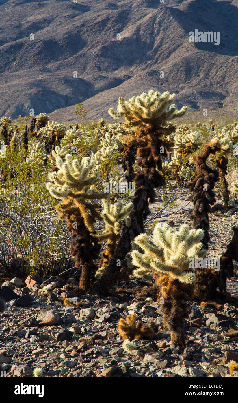 Cholla Cactus Garden in the early morning light. Joshua Tree National ...